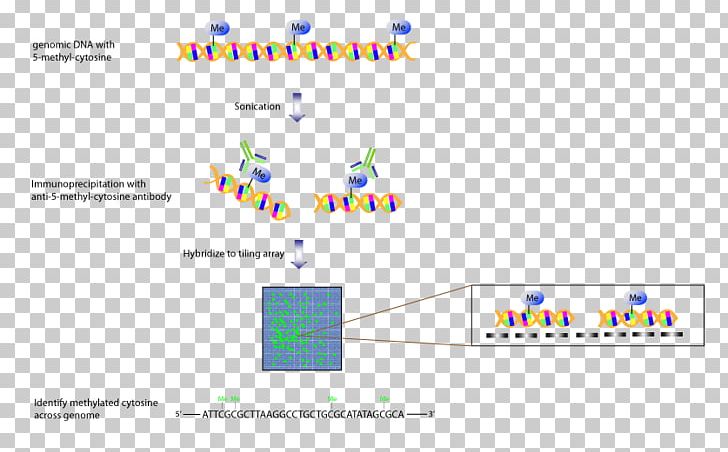 Tiling Array Array Comparative Genomic Hybridization Genome Genomics