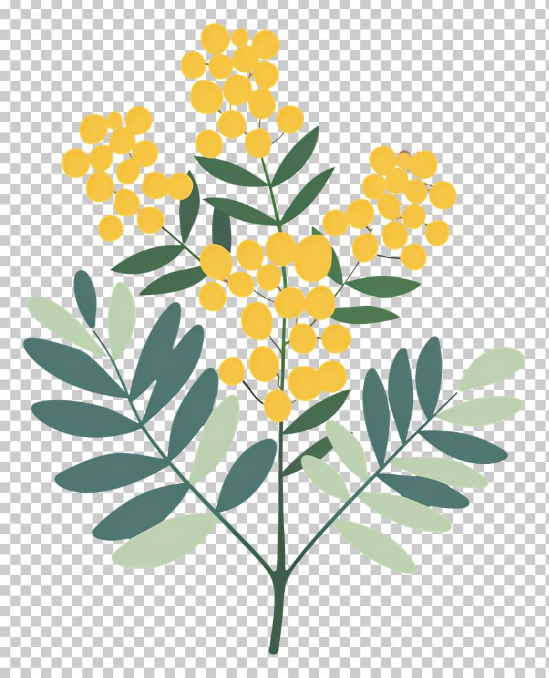 Mimosa Flowers - Yellow Mimosa Flowers In Full Bloom PNG, Clipart ...