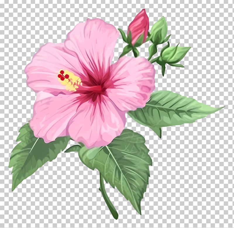 Minimalized Flat Vector Illustrate - Pink Hibiscus Flower With Buds And ...