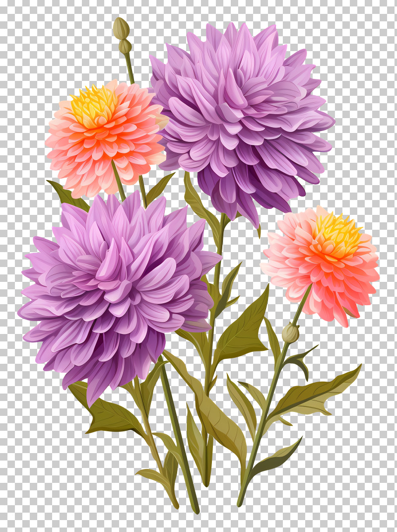 Bouquet - Pink And Purple Dahlia Flowers PNG, Clipart, Beautiful Petals ...