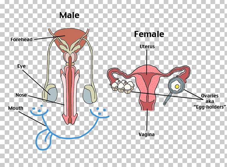 Female Reproductive System Figure