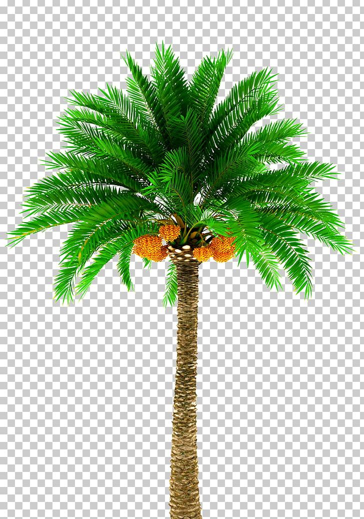 Date Palm Arecaceae Stock Photography Tree PNG Clipart Arecaceae 
