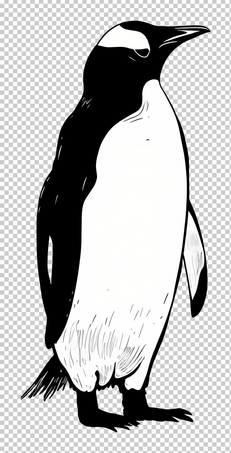 Penguin - Black And White Penguin PNG, Clipart, Antarctica, Bird, Black ...