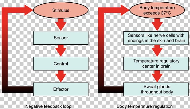 Negative Feedback Homeostasis Positive Feedback Biology PNG Clipart 