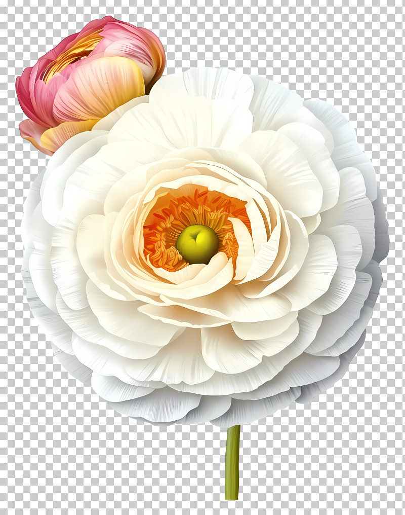 Elegant Ranunculus Flower Icon - Detailed White Ranunculus Floral ...
