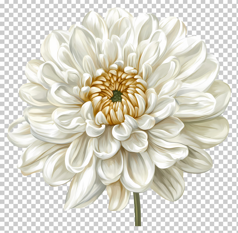 White Chrysanthemum - White Chrysanthemum In Full Bloom PNG, Clipart ...