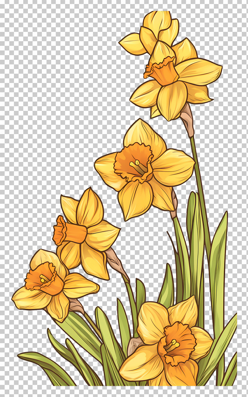 Daffodil Border - Yellow Daffodil Flowers PNG, Clipart, Bloom, Daffodil ...
