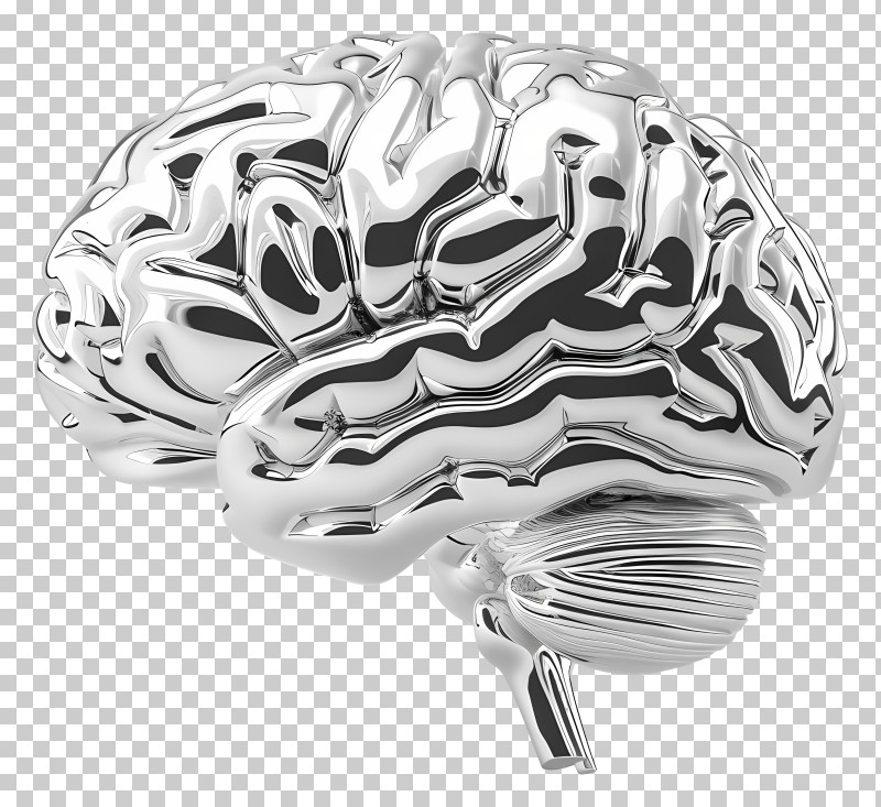 Silver Brain - Silver Brain Model For Scientific Illustration PNG ...