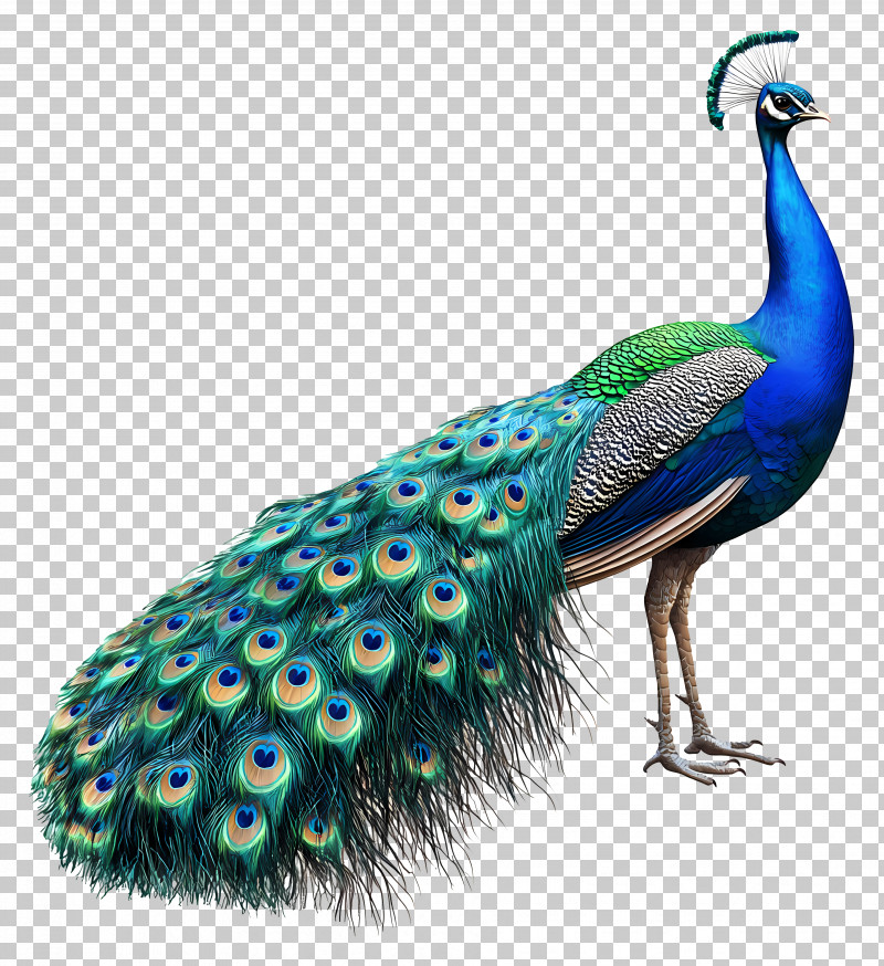 Animated Peacock - Colorful Peacock Artistic Illustration PNG, Clipart ...