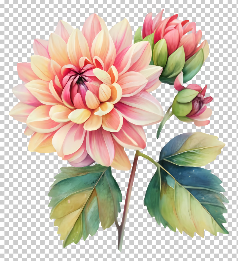 Flower - Dahlia Flower With Vibrant Pink And Green Petals PNG, Clipart ...