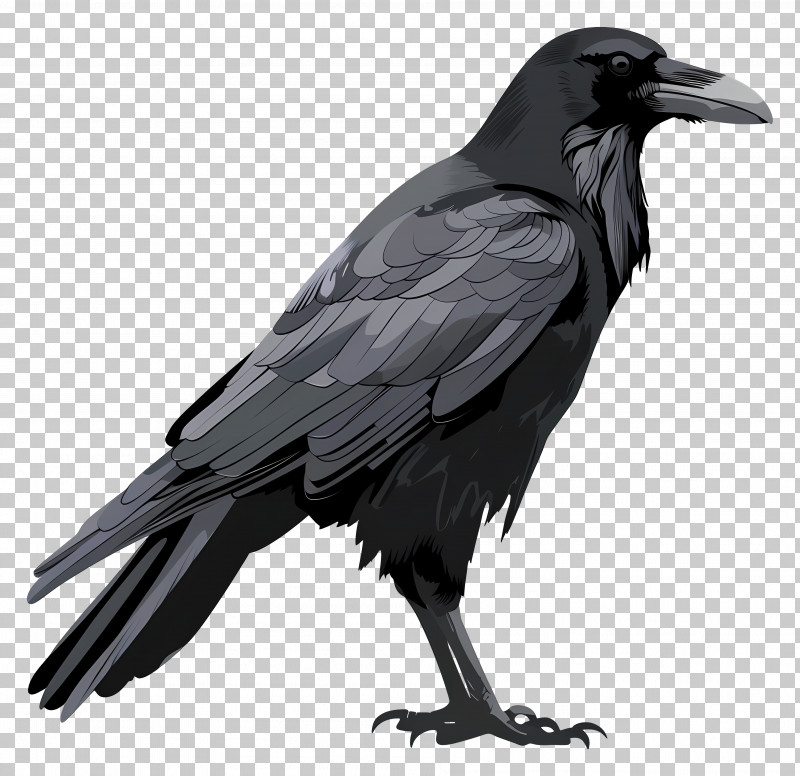 Raven - Detailed Realistic Image Of A Black Raven PNG, Clipart, Avian ...