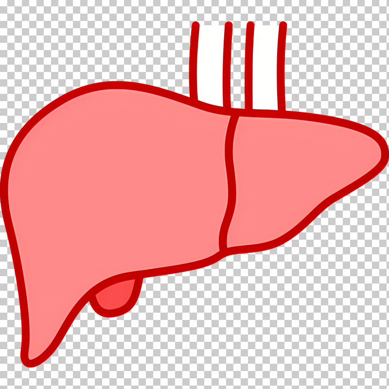 Liver - Illustration Of Human Liver In Red PNG, Clipart, Anatomy ...
