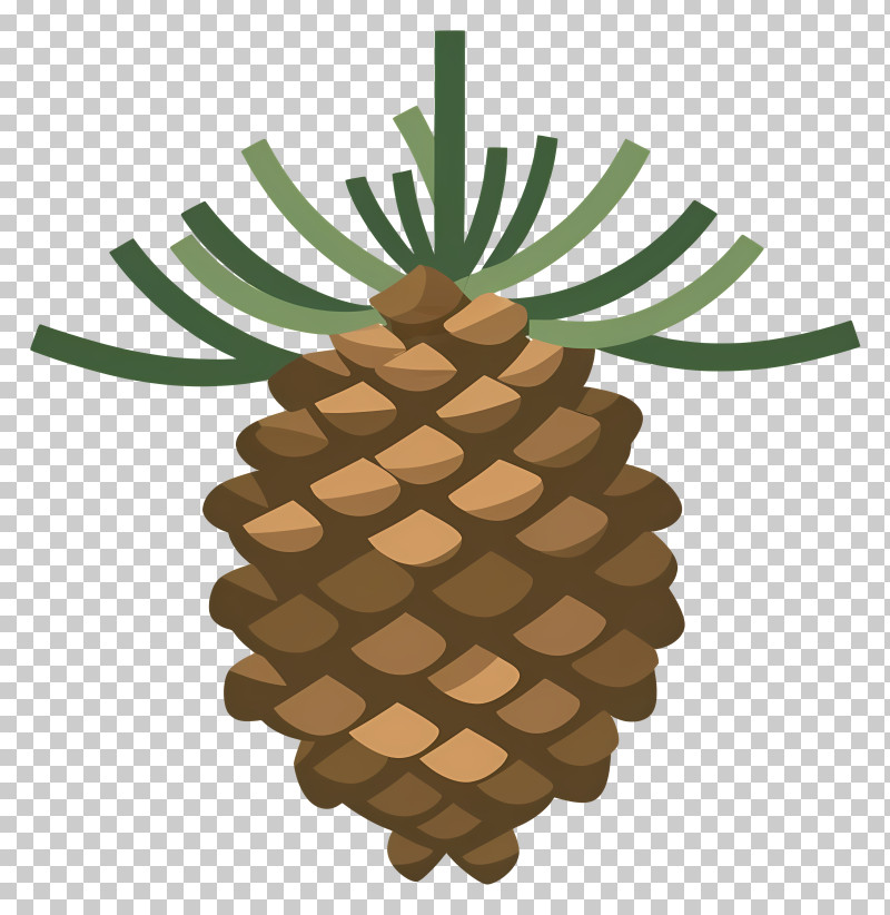 Pine Cone - Pine Cone From Conifer Tree PNG, Clipart, Autumn, Beach ...