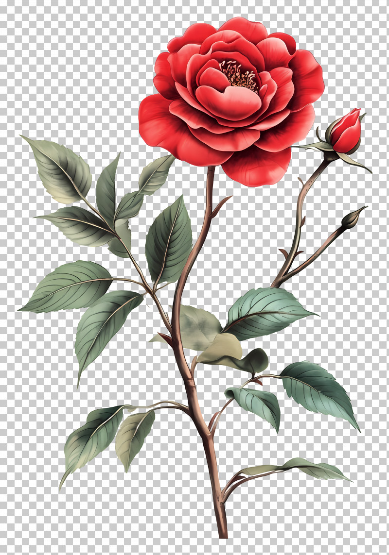 Chinese Rose - Red Rose With Leaves PNG, Clipart, Beauty, Chinese Rose ...