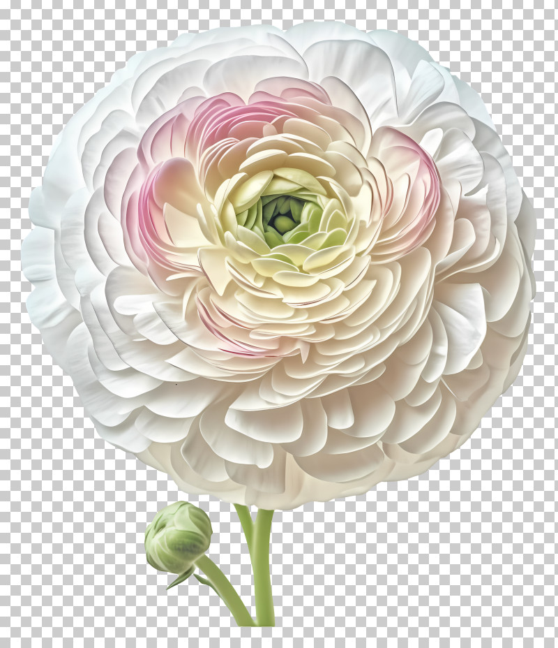 Flat Elegant Ranunculus Flower - Elegant White Ranunculus Flower PNG ...