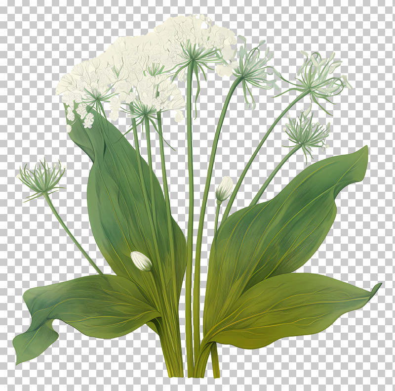 Wild Garlic Flower - Green Plant With White Flowers PNG, Clipart ...