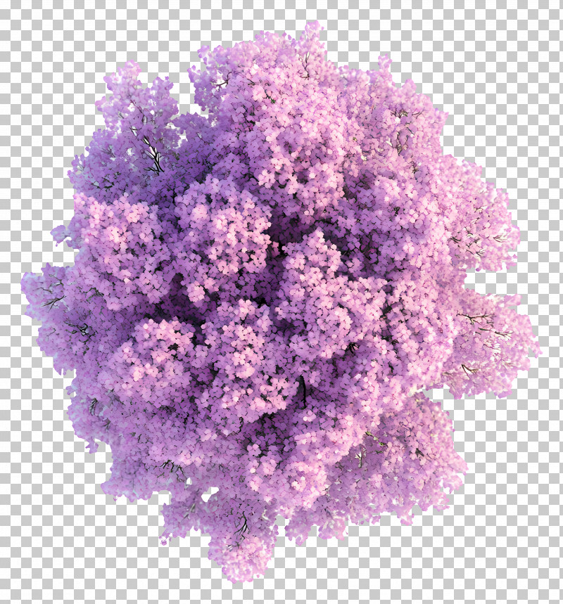 Trees Top View - Beautiful Purple Blossom Tree PNG, Clipart, Bloom ...