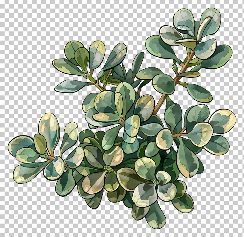 Variegated Jade Plant - Jade Succulent Plant Botanical Illustration PNG ...