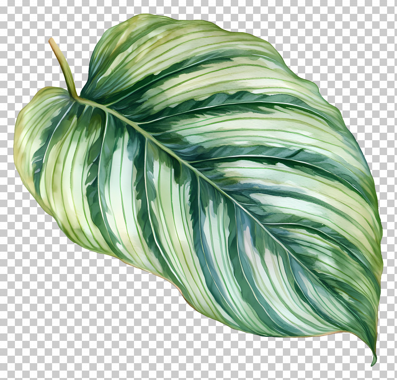 Watercolor Leaf - Green Variegated Leaf Illustration PNG, Clipart ...