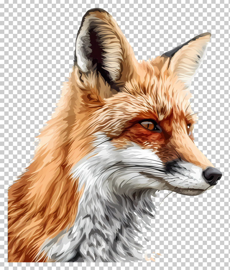 Fox - Fox Portrait Illustration With Sharp Features PNG, Clipart ...