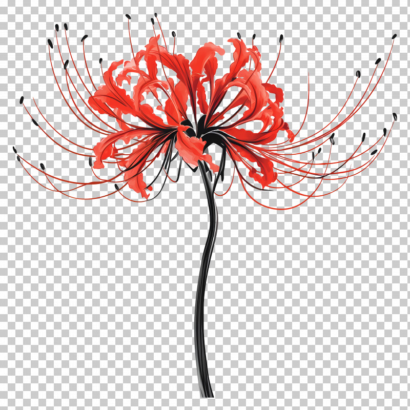 Red Spider Lily - Red Spider Lily Illustration PNG, Clipart, Bloom ...