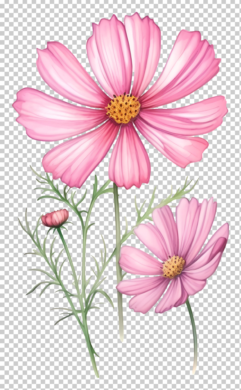 Cosmos Flower - Pink Cosmos Flowers Illustration PNG, Clipart ...