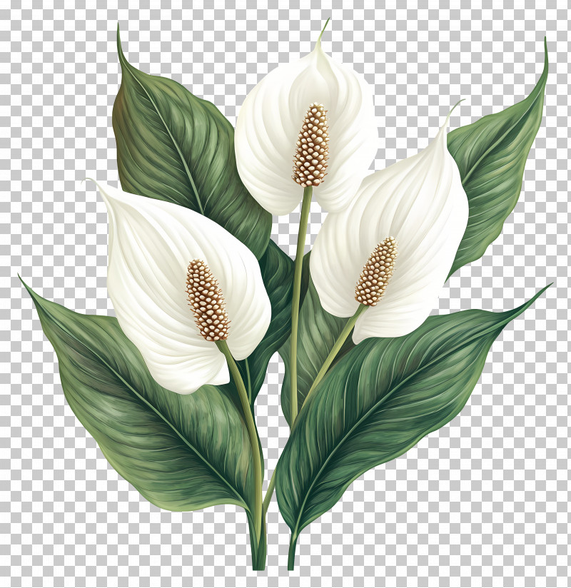 Peace Lily - White Peace Lilies With Green Leaves PNG, Clipart ...