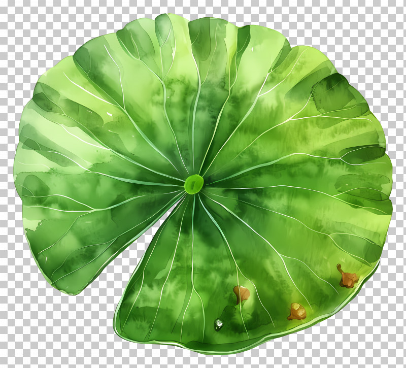 Lotus Leaf - Green Lotus Leaf Illustration With Subtle Details PNG ...