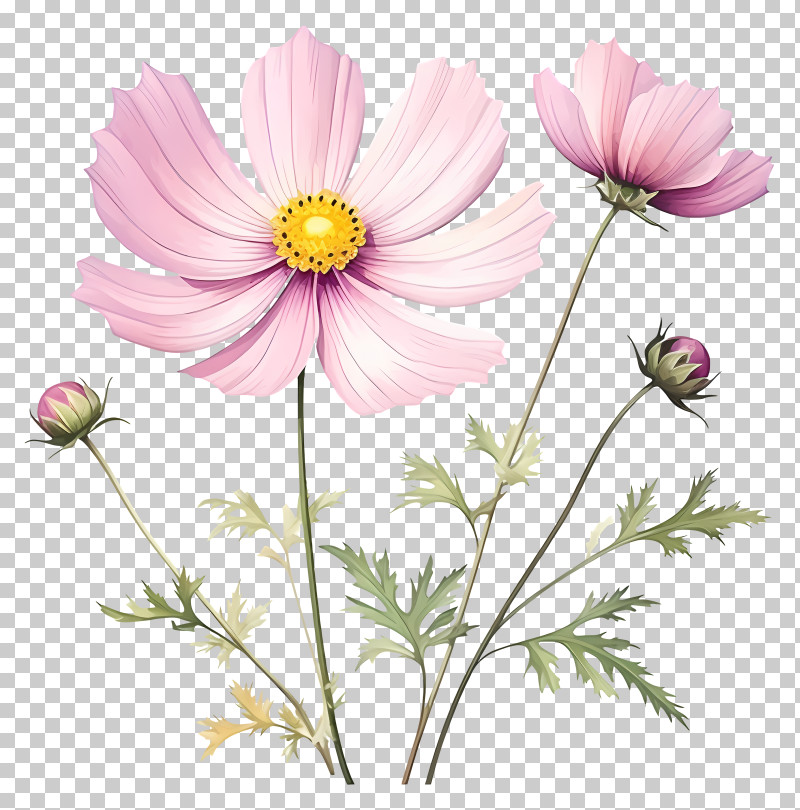 Elegant Cosmos Flower - Pink Cosmos Flowers With Green Stems PNG ...