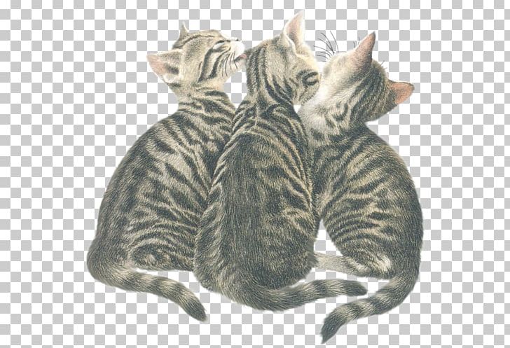 Dragon Li Tabby Cat California Spangled Toyger American Shorthair PNG ...