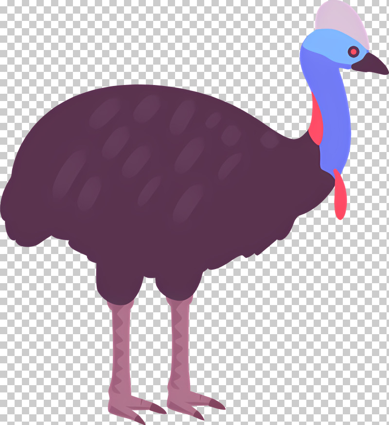 Icon - Colorful Cassowary Bird Illustration PNG, Clipart, Avian Species ...