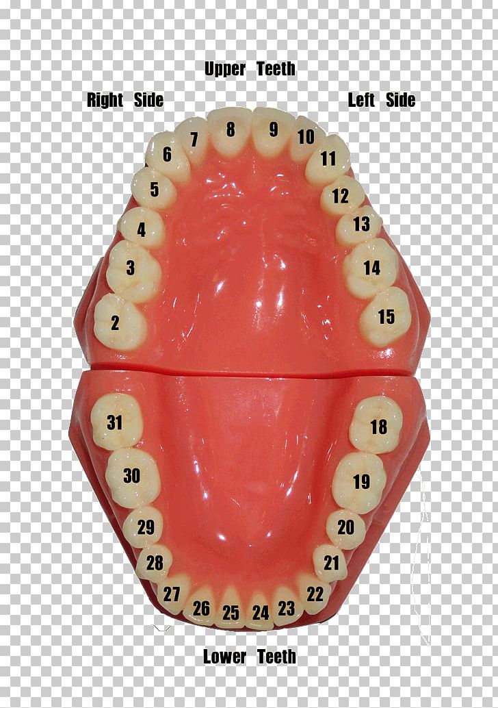 Human Tooth Dentistry Number Gums PNG Clipart Chart Cosmetic Dentistry Dental Mirror Dental 