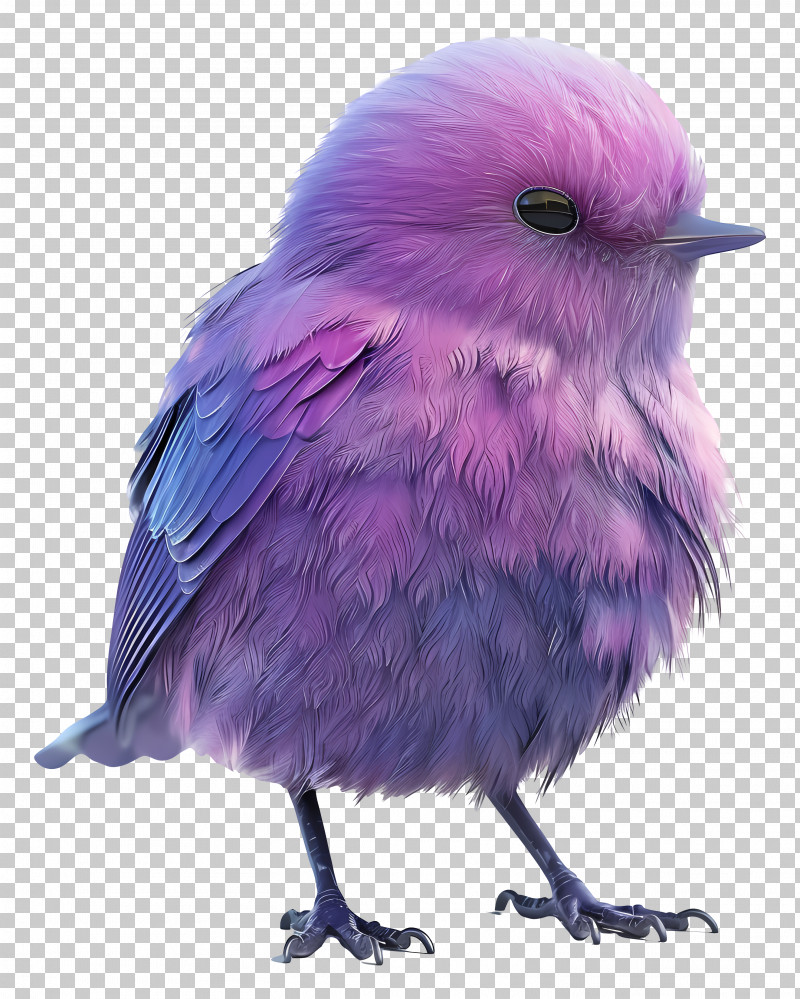 Purple Bird - Adorable Purple Fluffy Bird PNG, Clipart, Adorable Pet ...