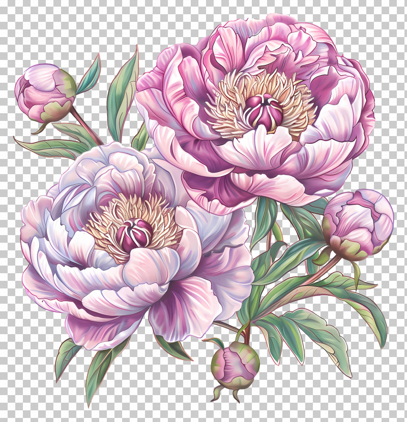 Peonies Flowers - Detailed Pink And White Peonies Illustration PNG ...