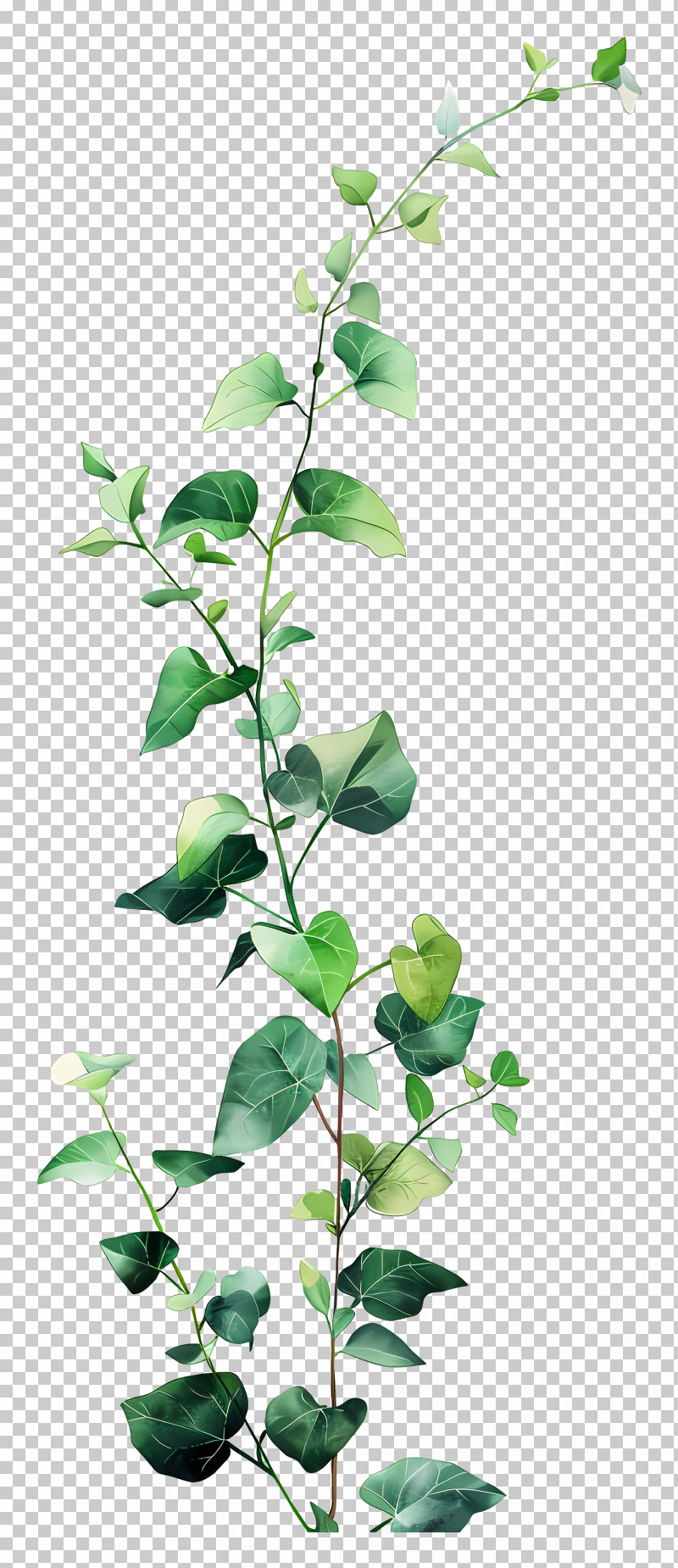 Climbing Plant - Green Climbing Plant PNG, Clipart, Botanical Artwork ...