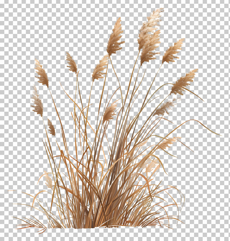 Reed - Dry Grass In A Rustic Natural Setting PNG, Clipart, Autumn, Dry ...