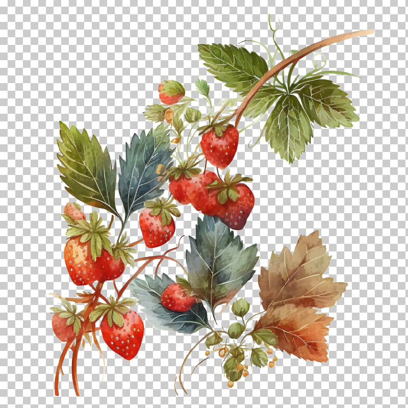 Strawberry - Illustrated Strawberry Plant Design PNG, Clipart, Artistic ...
