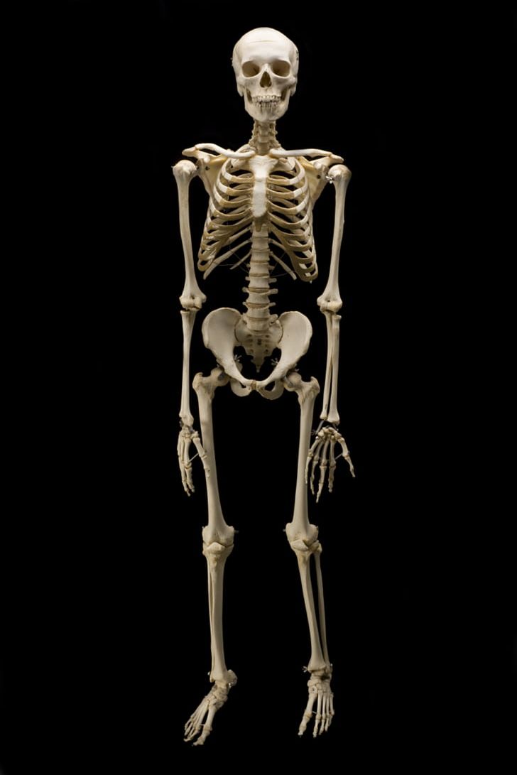 Homo Sapiens Homo Naledi Chimpanzee Bone Human Skeleton PNG Clipart 