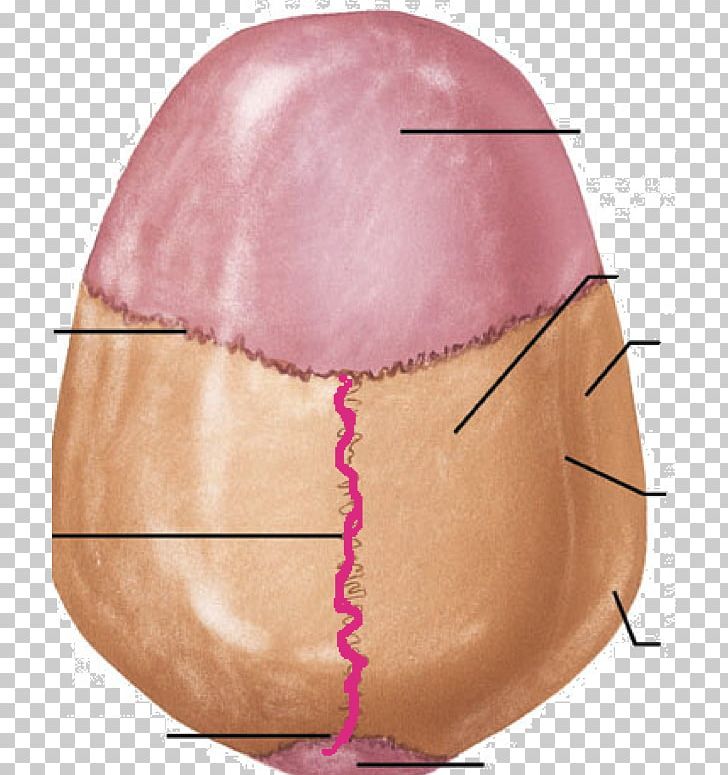 Sutures Anatomy Sutures Anatomy