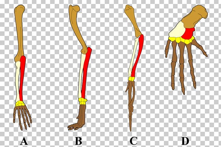 On The Origin Of Species Evidence Of Common Descent Evolutionary ...