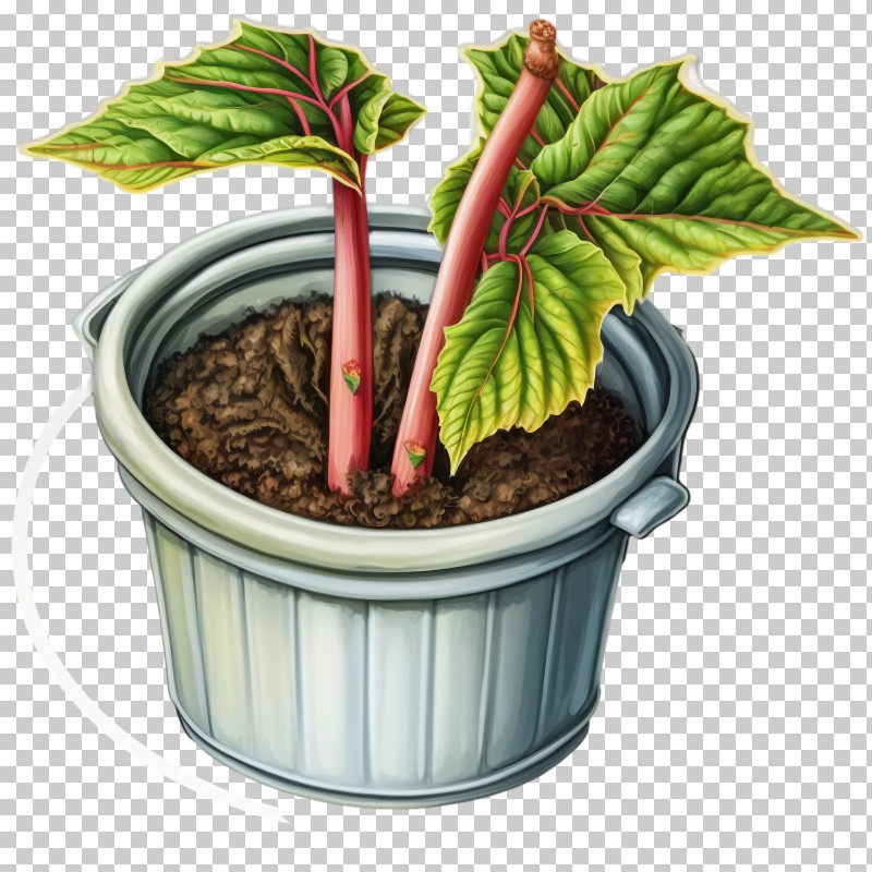 Rhubarb - Potted Rhubarb Plant PNG, Clipart, Botany, Container, Garden ...