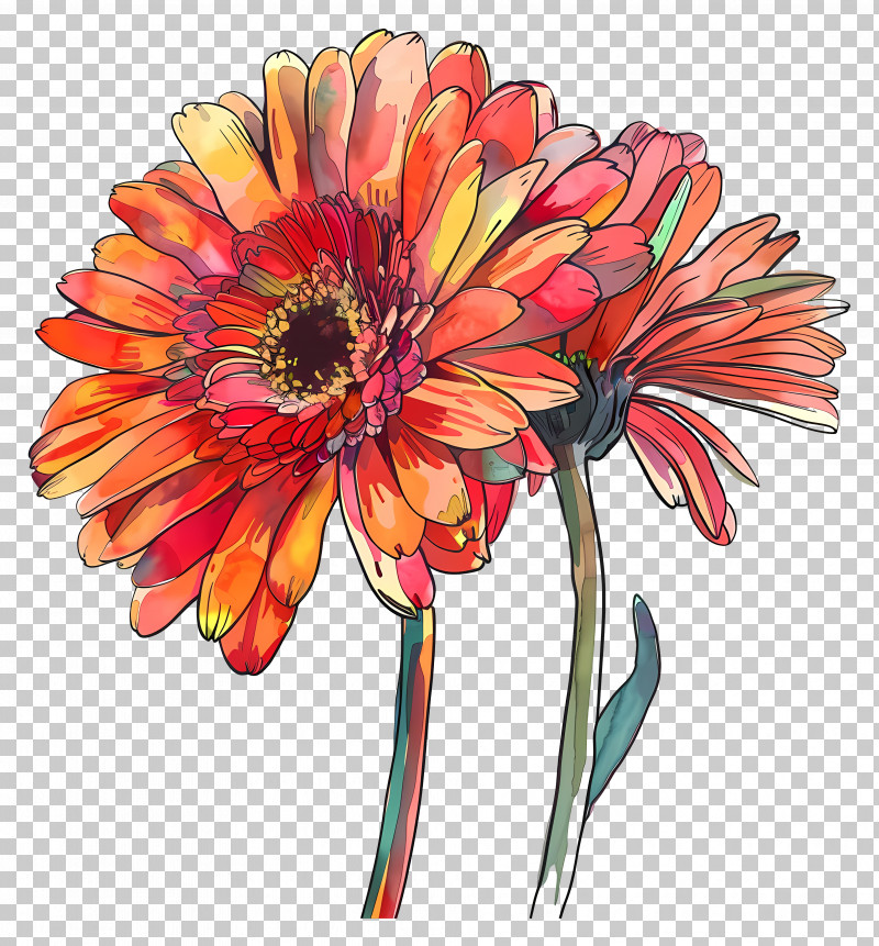 Gerberas Flowers - Bright And Colorful Red Gerbera Daisy Illustration ...