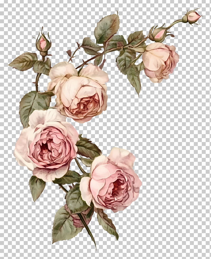 Border Rose - Vintage Pink Roses Illustration PNG, Clipart, Antique ...