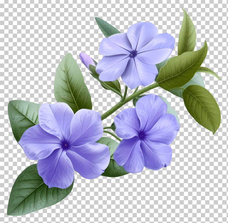 Detailed Illustrations - Blue Vinca Flowers Illustration PNG, Clipart ...