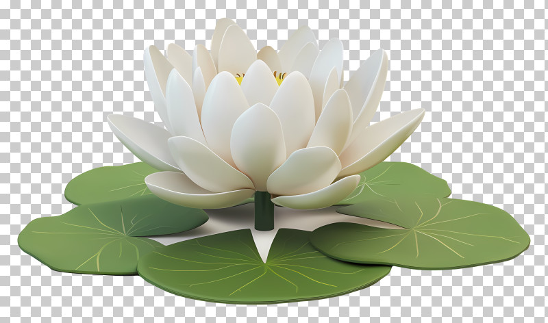 White Lotus - White Lotus Flower Floating On Water PNG, Clipart ...