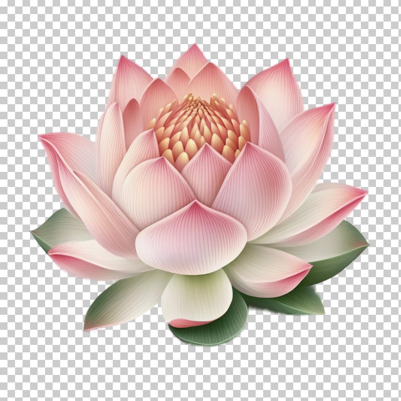 Pastle Lotus - Beautiful Lotus Flower With Pink Petals PNG, Clipart ...