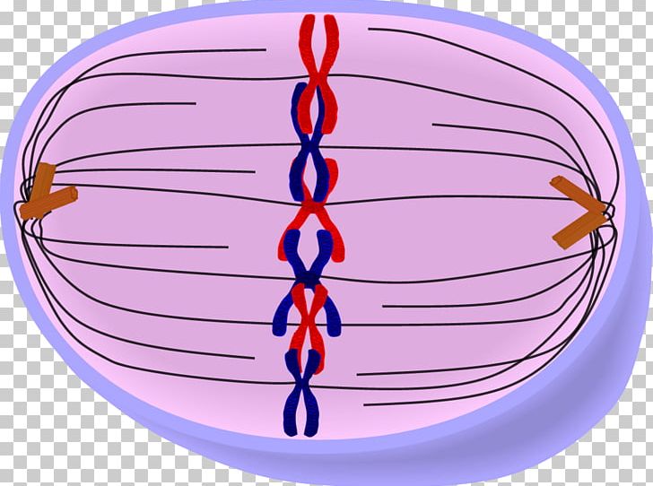 Homologous Chromosome Mitosis Metaphase Cell Png Clipart Anaphase Area Cell Cell Cycle