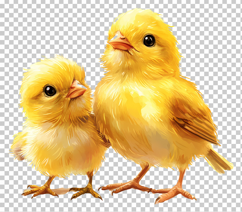 Spring Chicks - Cute Yellow Chicks PNG, Clipart, Adorable, Birds, Cute ...