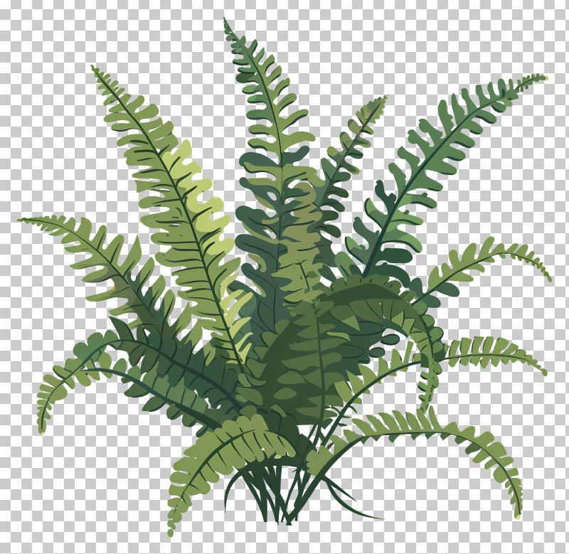Fern Plant - Lush Green Fern Plant PNG, Clipart, Botanical Art ... Fern Plant - Lush Green Fern Plant PNG, Clipart, Botanical Art ...