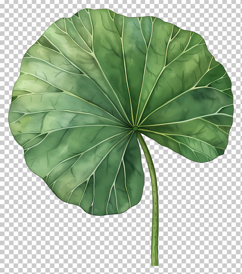 Lotus Leaf - Vibrant Green Lotus Leaf Illustration PNG, Clipart ...